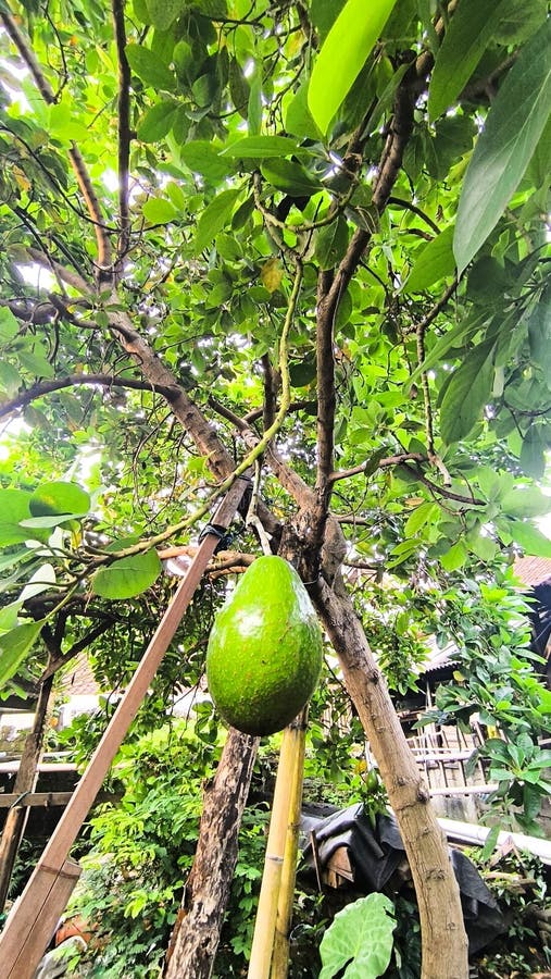 Avocado Tree with Its Large Fruit Stock Photo - Image of tree, large ...