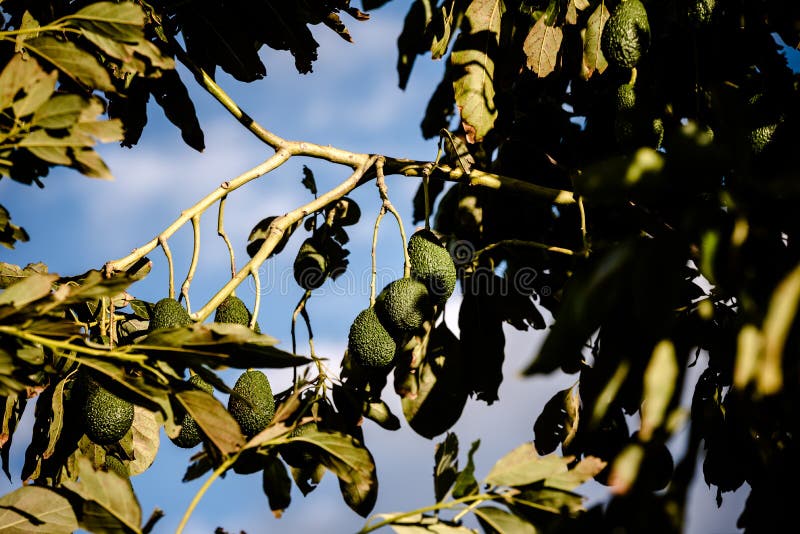Avocado Tree with Many Fruits Stock Image - Image of tropical ...