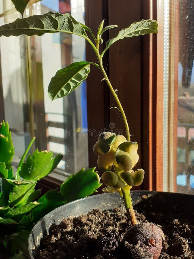 Is this Avocado Tree Mutation Stock Image - Image of green, fruit ...