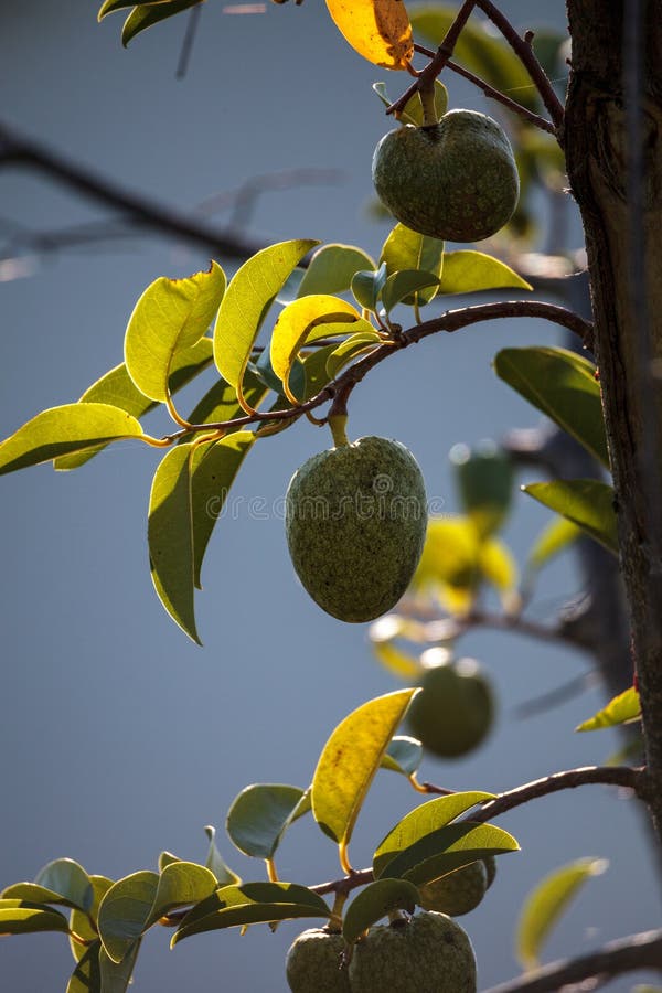 Avocado Tree Persea Americana Grows in the Wild Stock Photo - Image of ...