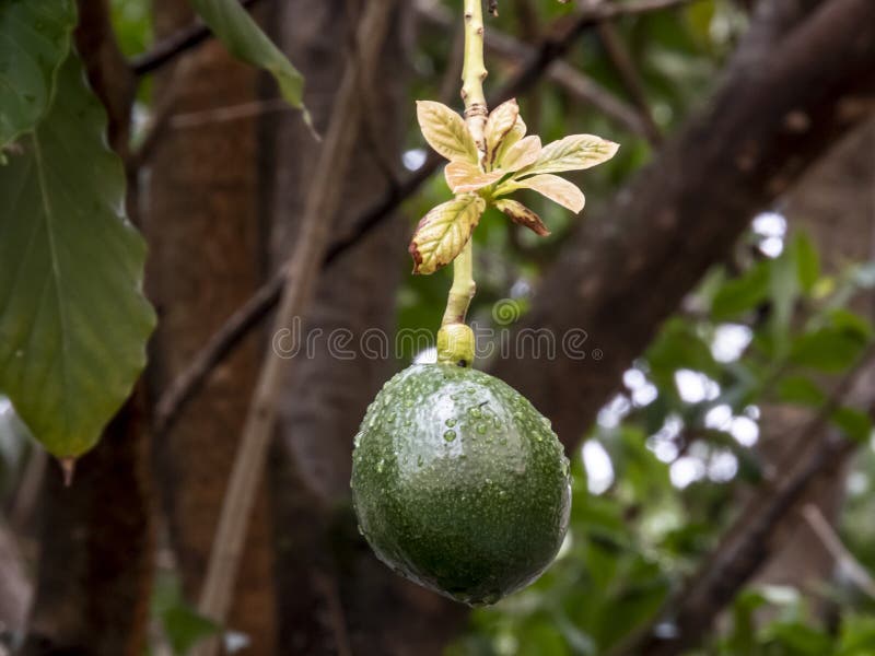 Avocado tree after rain stock image. Image of fruit - 139124599
