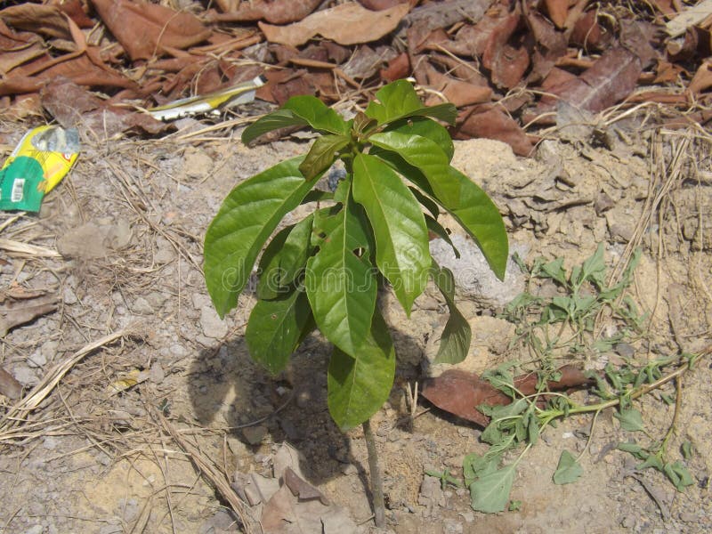 Avocado Tree Seedlings Grown from Seeds in the Yard Stock Image - Image ...