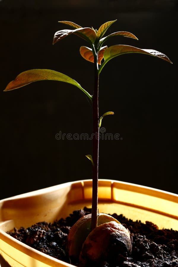 Avocado Tree Sprout from an Avocado Seed Stock Photo - Image of fruit ...
