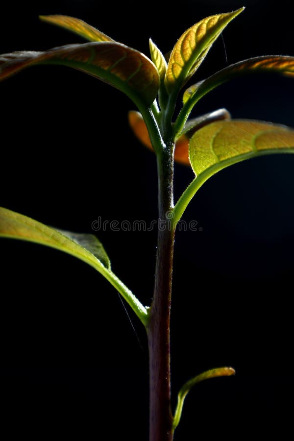Avocado Tree Sprout from an Avocado Seed Stock Photo - Image of green ...