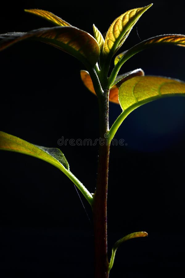 Avocado Tree Sprout from an Avocado Seed Stock Image - Image of food ...