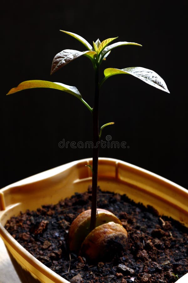 Avocado Tree Sprout from an Avocado Seed Stock Image - Image of birth ...