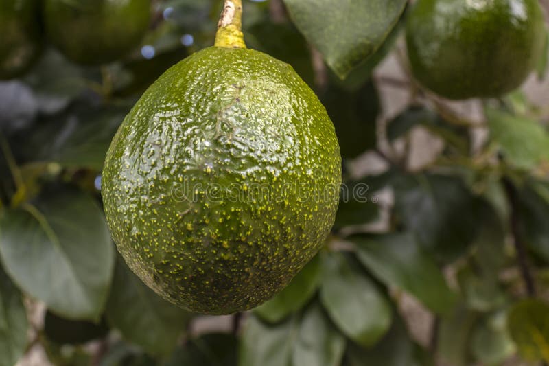 Avocado Tree in Sunny Day in Brazil, Stock Photo - Image of ingredient ...