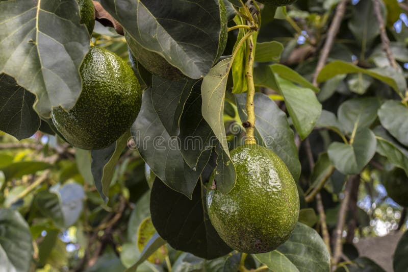 Avocado Tree in Sunny Day in Brazil, Brazilian Stock Image - Image of ...