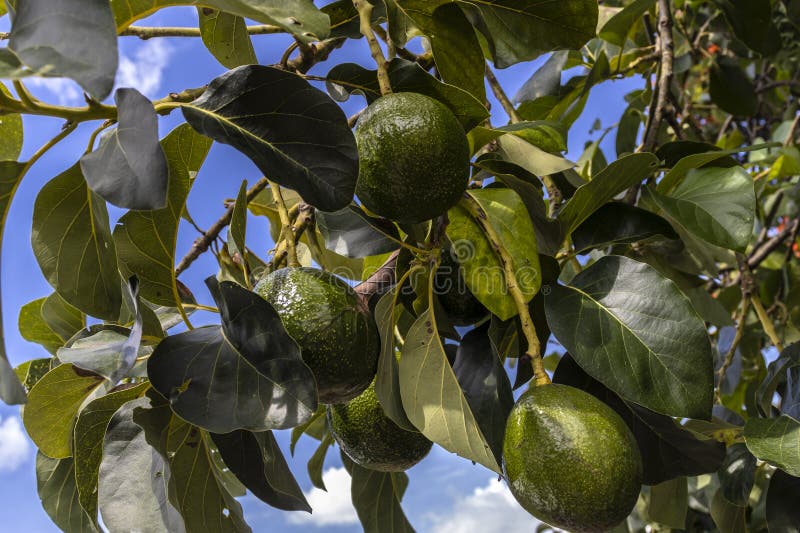 Avocado Tree in Sunny Day in Brazil, Stock Image - Image of growing ...
