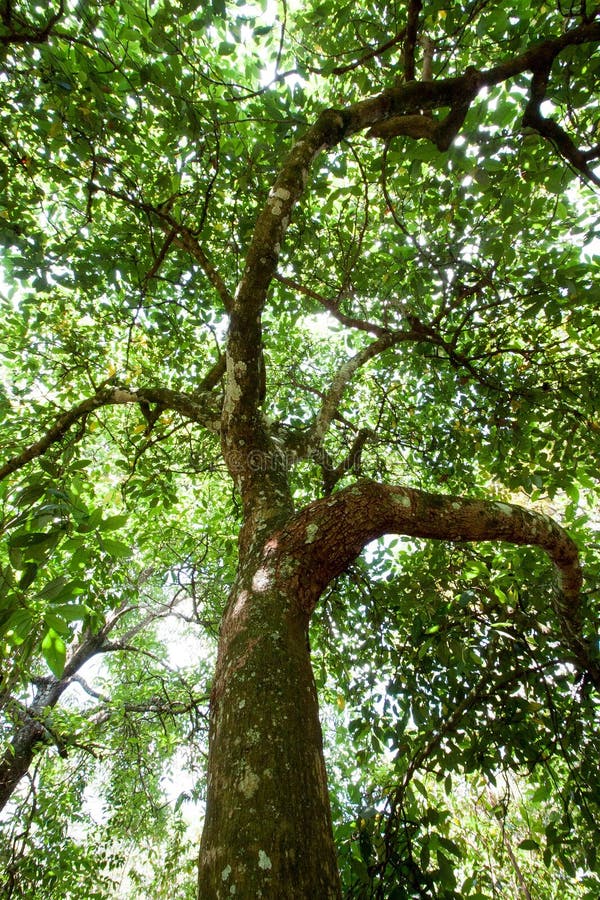 Avocado Tree Trunk and Canopy Stock Image - Image of garden, forestry ...