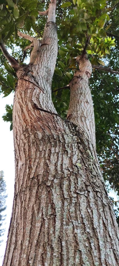 151 Avocado Trunk Stock Photos - Free & Royalty-Free Stock Photos from ...