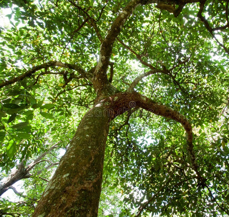 Avocado Tree Trunk and Canopy Stock Photo - Image of environment, angle ...