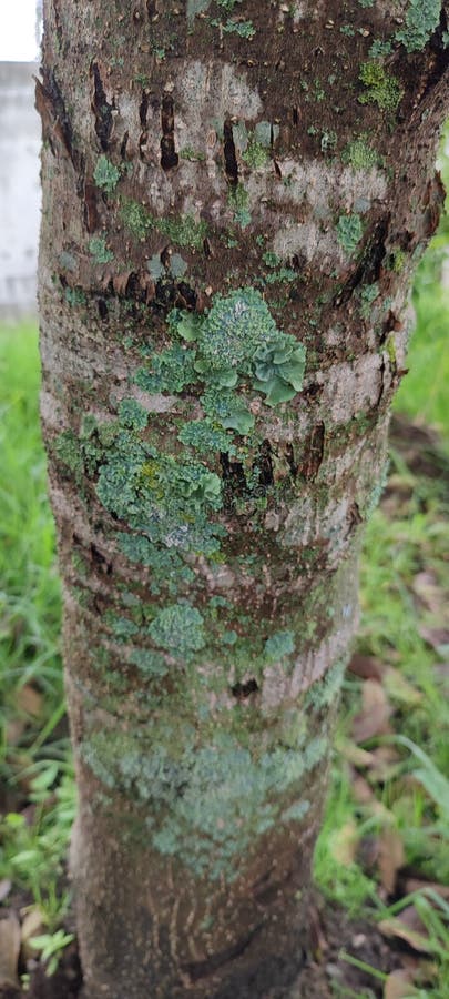 190 Aguacate Tree Stock Photos - Free & Royalty-Free Stock Photos from ...