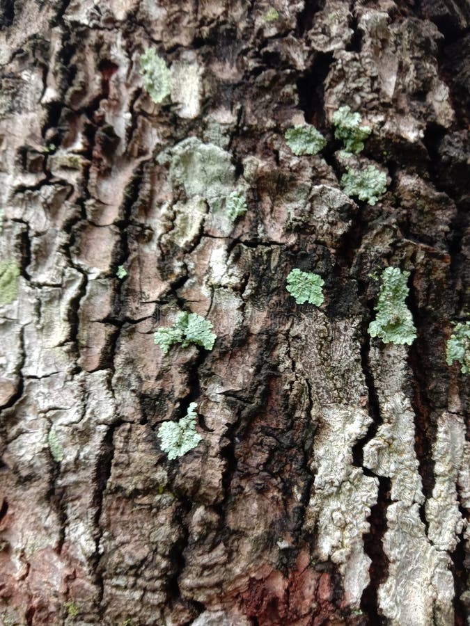Avocado Tree Trunk Texture in the Rainy Season Stock Photo - Image of ...