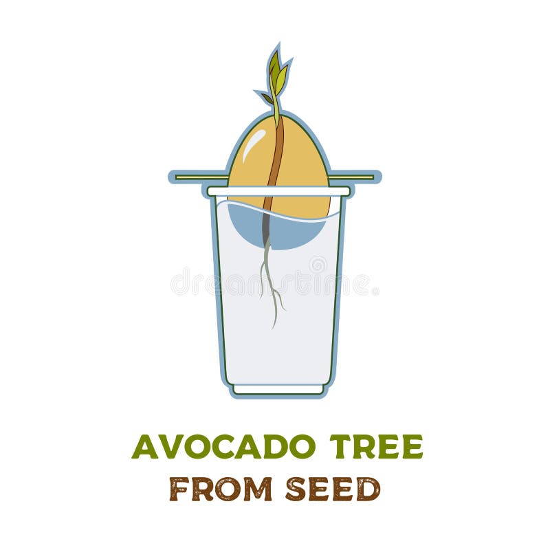 Avocado Tree Vector Growing Guide Poster Green Simple Instruction To Grow Avocado Tree From
