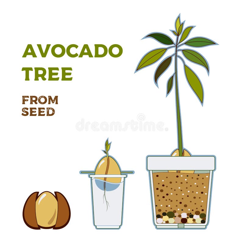 Avocado Tree Vector Growing Guide Poster Green Simple Instruction To Grow Avocado Tree From