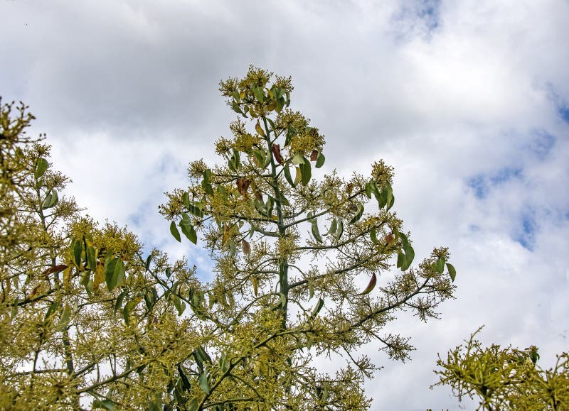 Avocado trees with flowers stock image. Image of tree - 216119781
