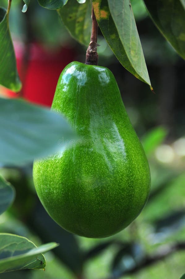 Avocadoboom stock foto. Image of landbouwbedrijf, installaties - 44226884