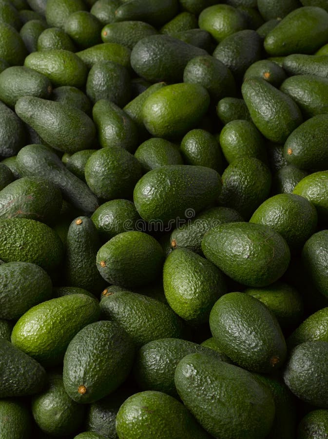 Avocados stock photo. Image of ripe, produce, slim, colorful - 7305538