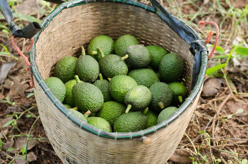 Avocados in basket stock image. Image of plant, produce - 46081333