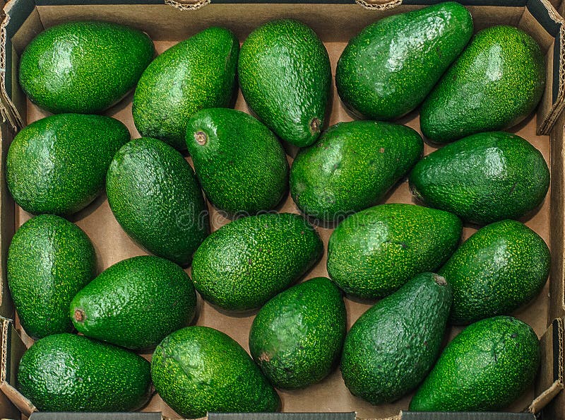 Avocados stock photo. Image of provisions, food, packed - 149605960