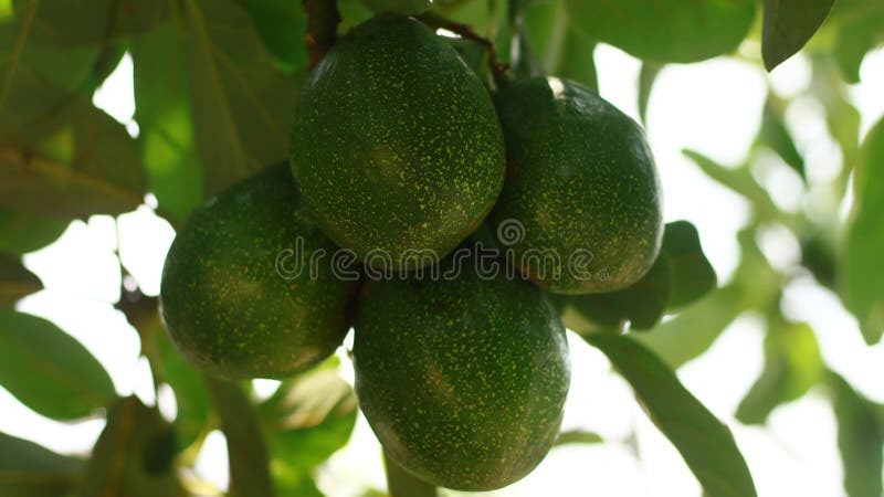 Avocado on Tree stock photo. Image of avocado, persea - 297573598