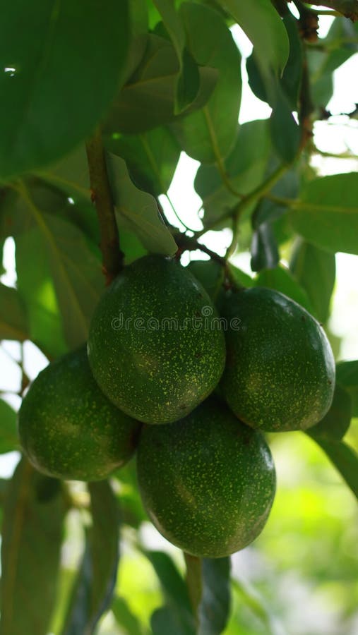 Avocado on Tree stock photo. Image of butter, abacate - 297573608