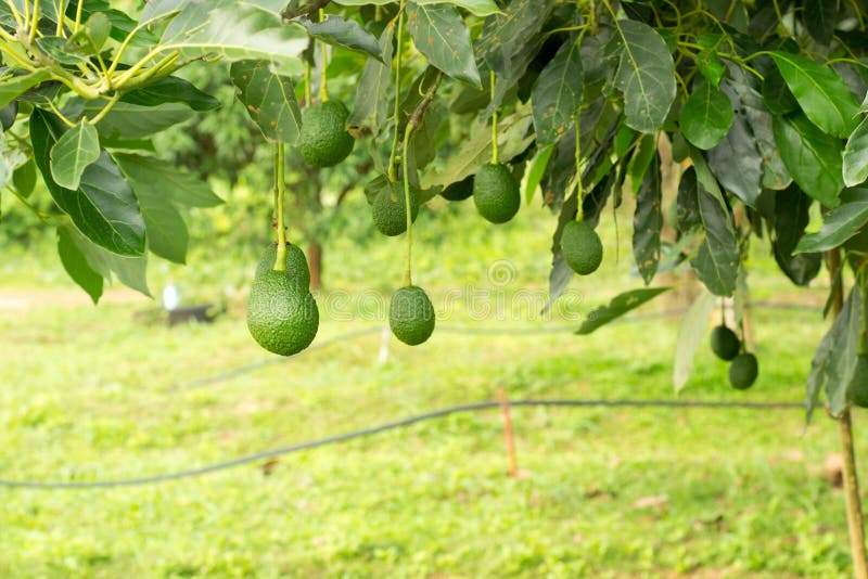 Avocados tree stock image. Image of ingredient, fruit - 29840273