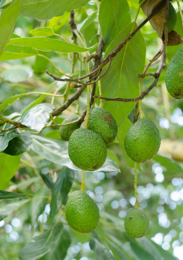 Avocados stock image. Image of fruit, ripe, tree, healthy - 46080181