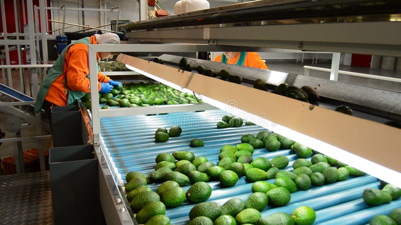 Avocados Hass in Packaging Industrial Line Stock Footage - Video of ...