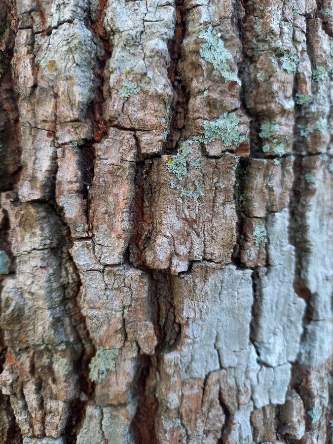 Avocados trees skin stock image. Image of skin, background - 287034001