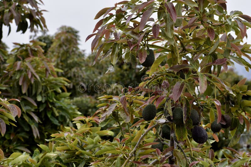 Avacados Growing on a Tree among Avocado Trees. Stock Image - Image of ...