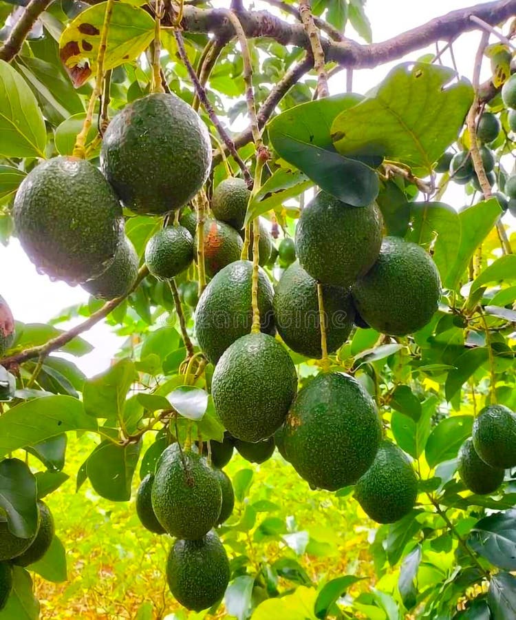 Avocados Whole Avocados are Green and Slightly Sweet Stock Image ...