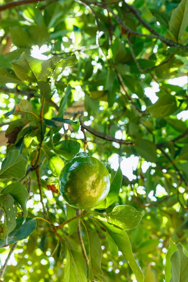 Avocatier image stock. Image du espace, climate, zone - 99465967