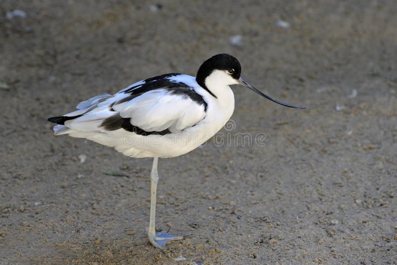 Avocet stock photo. Image of pied, curve, natural, avocet - 22472956