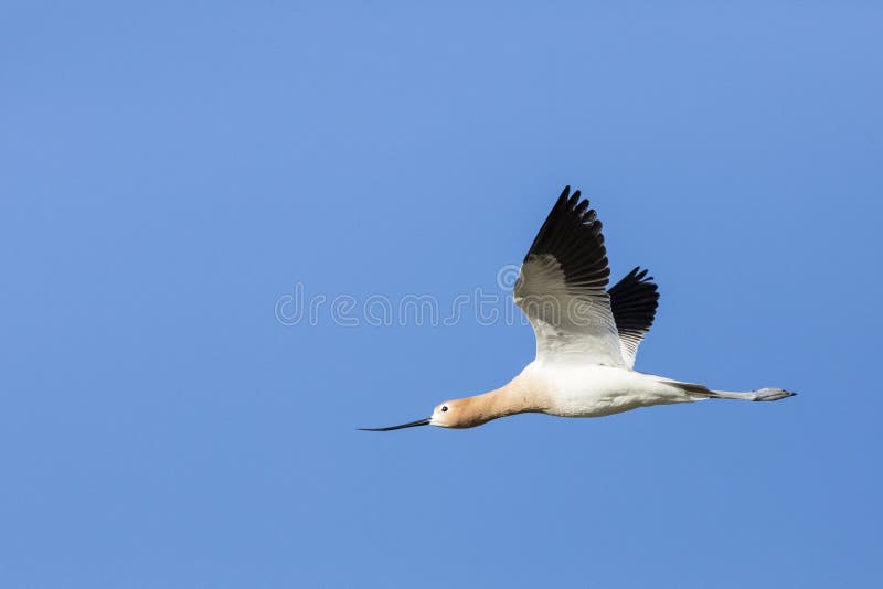 Avocet Flying through a Clear Blue Sky Over a Wetland Stock Photo ...