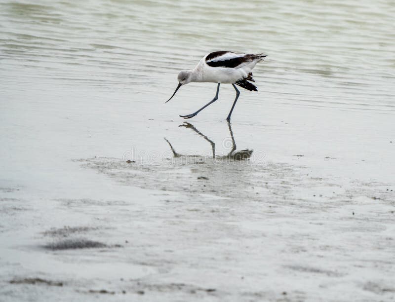 Avocet in Pond stock image. Image of reflect, bird, nature - 237902585