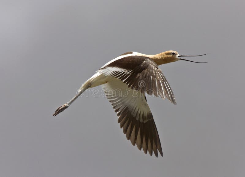 Avocet in Saskatchewan Canada in Flight Stock Image - Image of pied ...