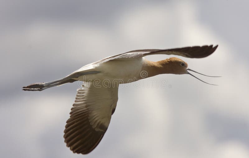 Avocet in Saskatchewan Canada in Flight Stock Image - Image of wild ...