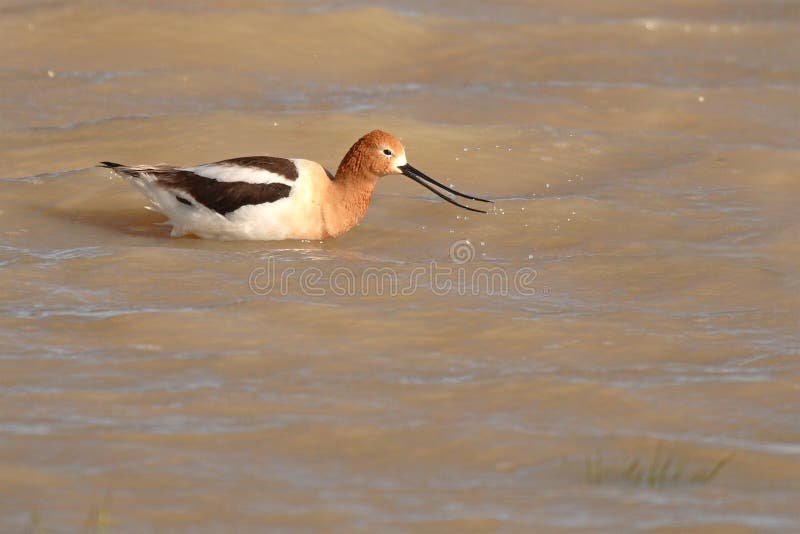 Avocet Snapping Beak stock photo. Image of outdoors, hunting - 39514934