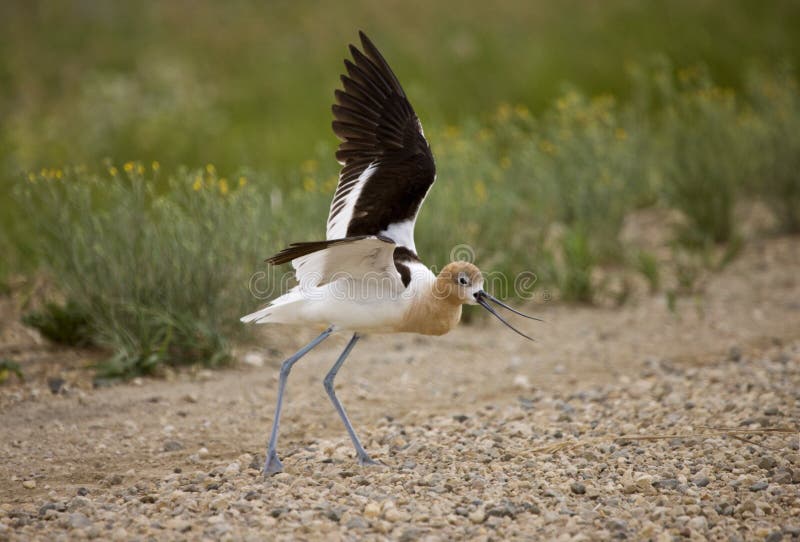 Avocet Warning on Road stock photo. Image of warning - 96294900