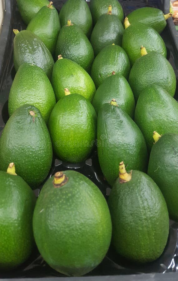 Avokado stock photo. Image of avokado, tree, fresh, delicious - 160081340