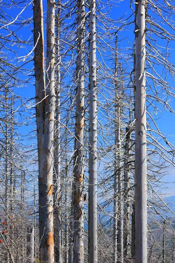 Avvizzimento Apicale Della Foresta Immagine Stock - Immagine di riserva ...