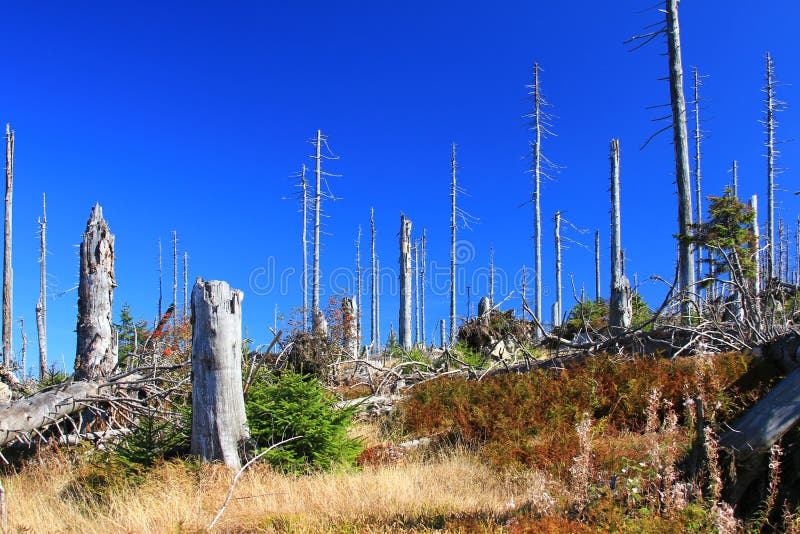 Avvizzimento Apicale Della Foresta Fotografia Stock - Immagine di ...