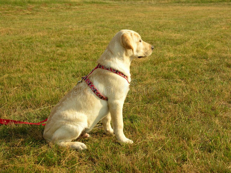 2,257 Animals Master Stock Photos - Free & Royalty-Free Stock Photos ...