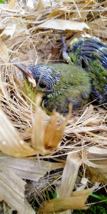 Awake stock photo. Image of wings, nature, awake, greenish - 156639872