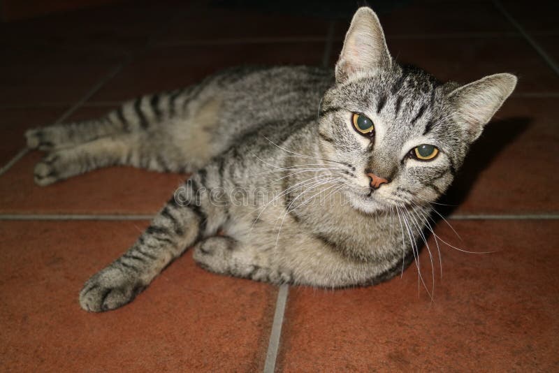 Awake cat stock photo. Image of look, domestic, eyes - 92789846