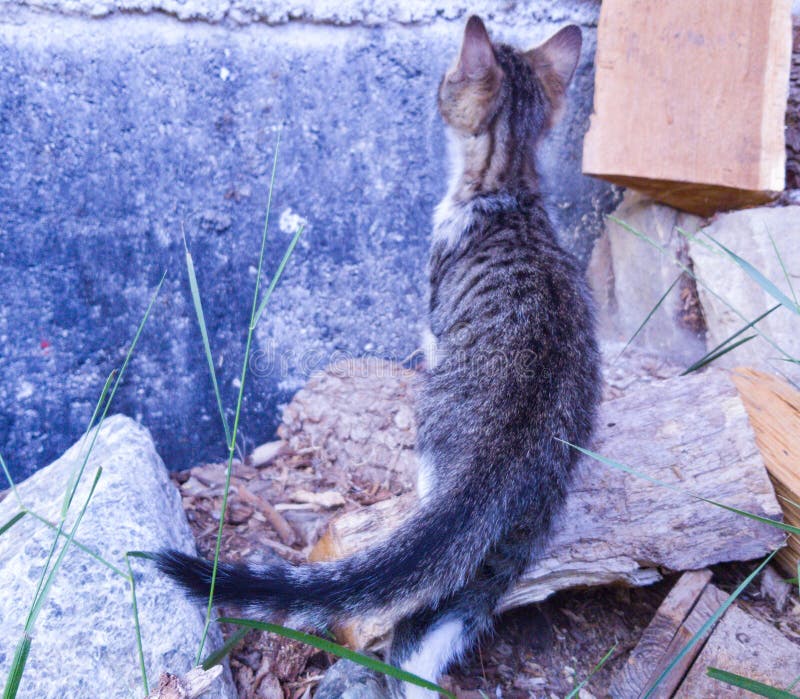 Awake Kitten Playing on Garden Stock Image - Image of kitten, wildcat ...