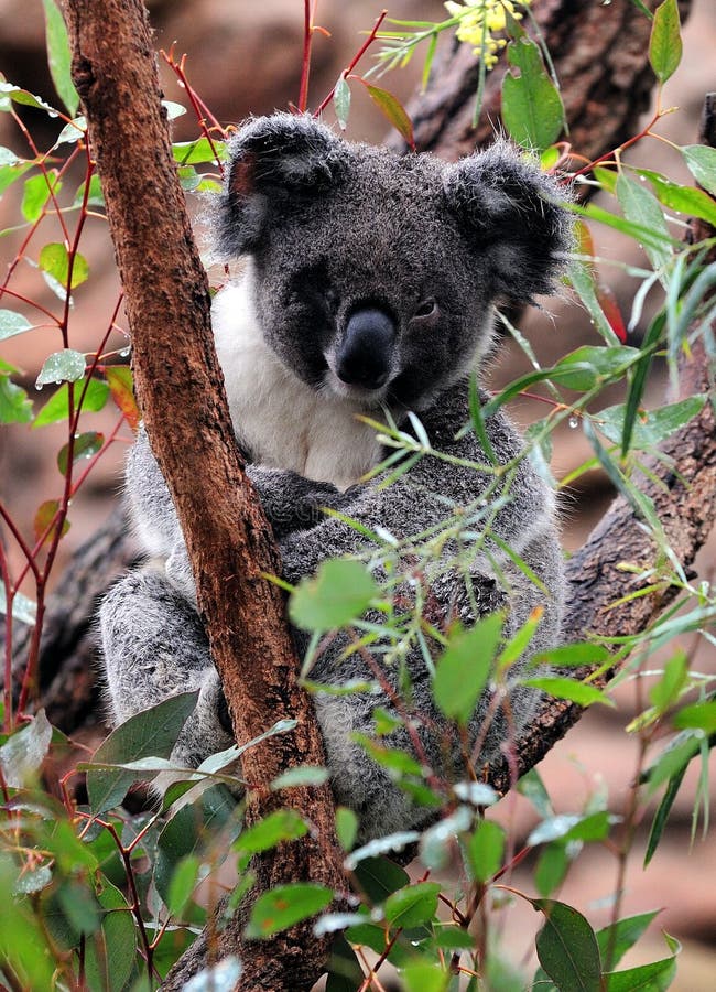 Awake Koala Bear Sitting in a Tree Behind Eucalyptus Leafs NSW ...