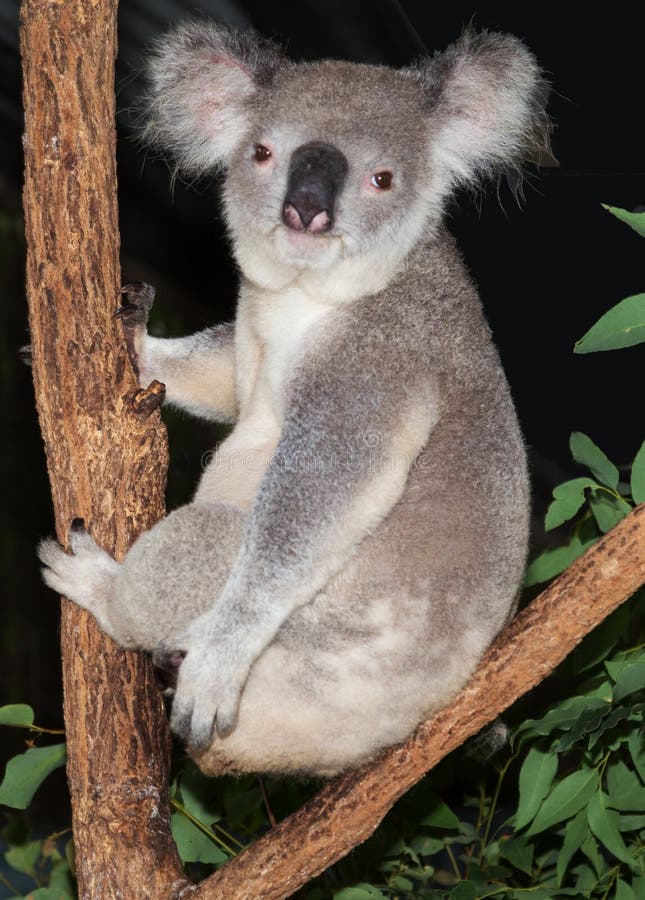 Awake koala in a gum tree stock image. Image of nurture - 133511043